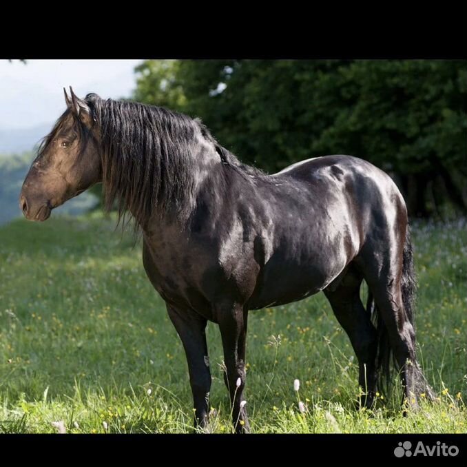 Лошади подбор