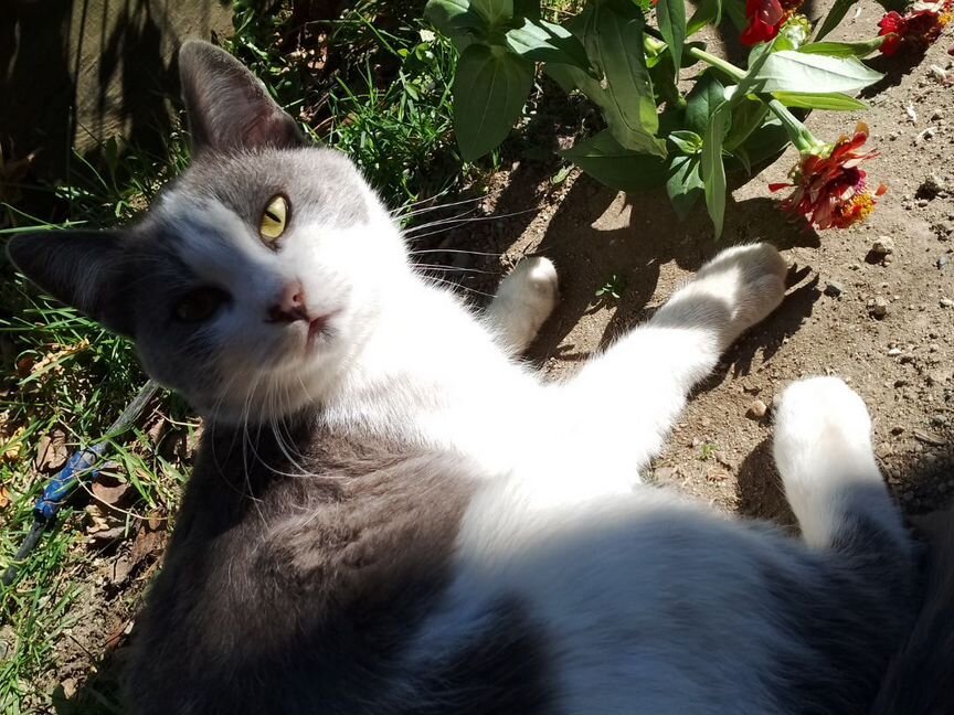 Кот в добрые руки