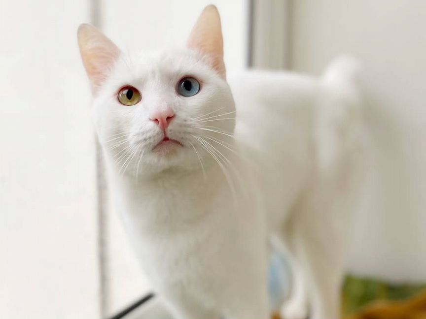 Кхао мани кот в добрые руки