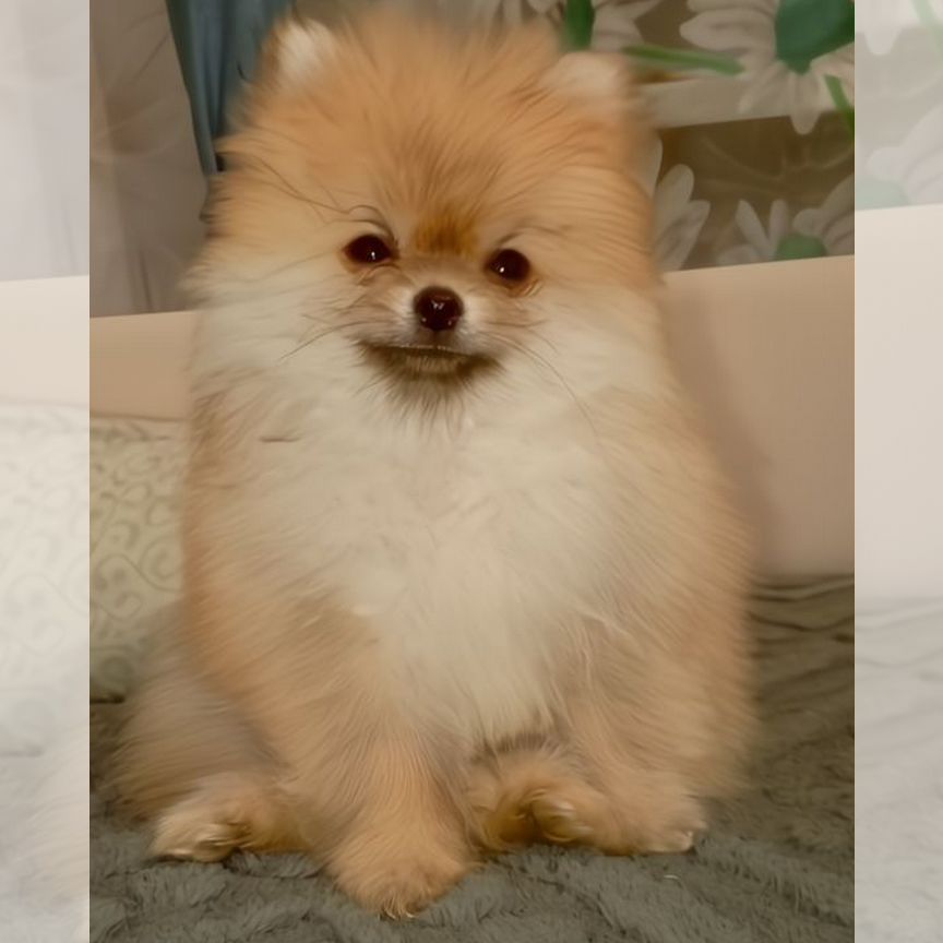 Немецкий шпиц, щенок