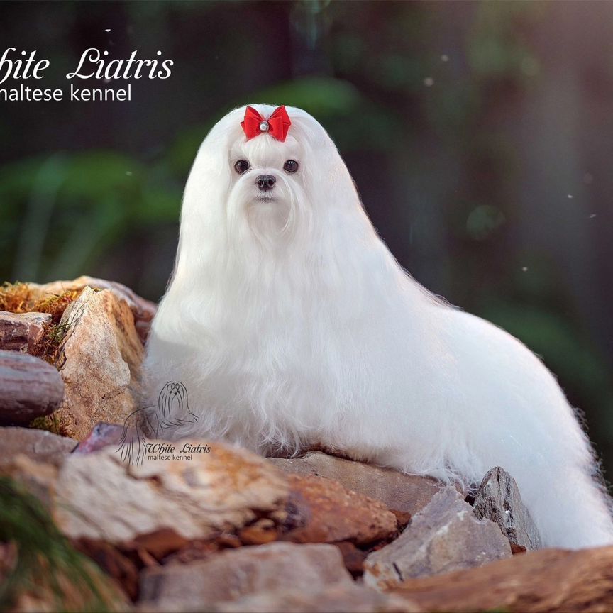 Щенки Мальтезе РКФ