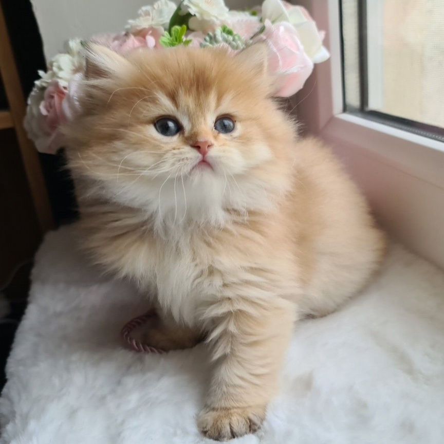Британские котята шиншилла