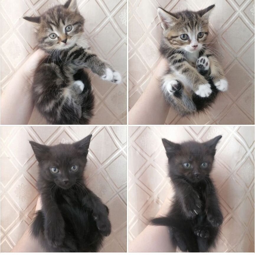 Котята