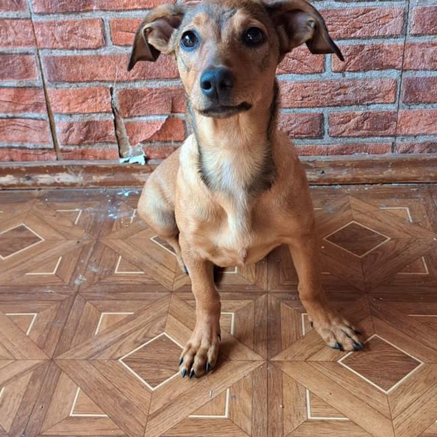 Малышка Лея ищет семью