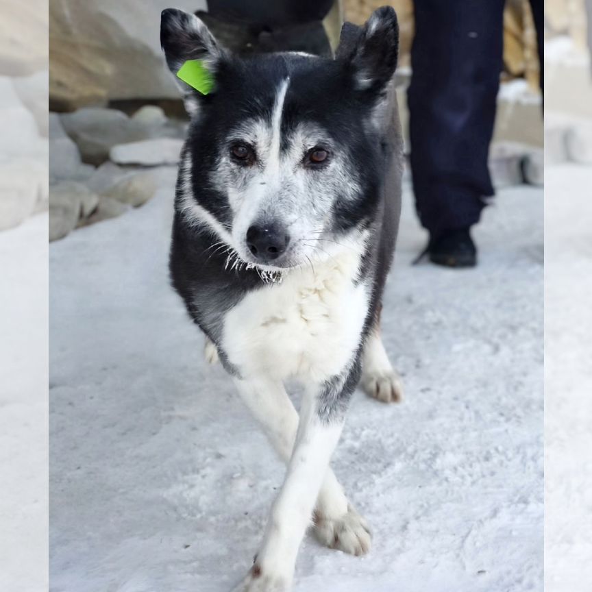 Взрослый пёс в добрые руки