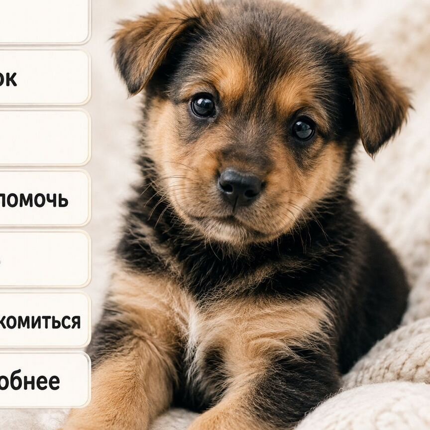 Щенок в добрые руки