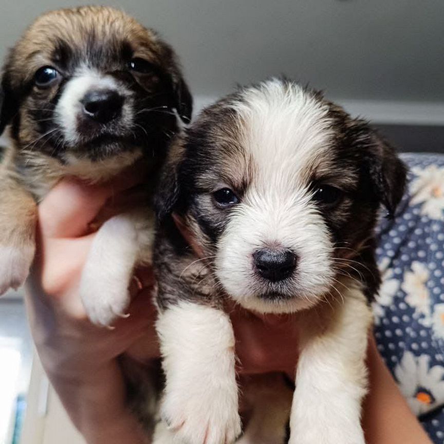 Малыши, которым повезло выжить. Щенята