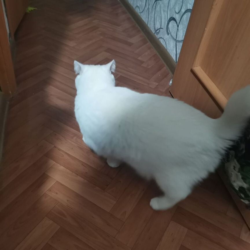 Кот Бася, стерилизованный, 3 года