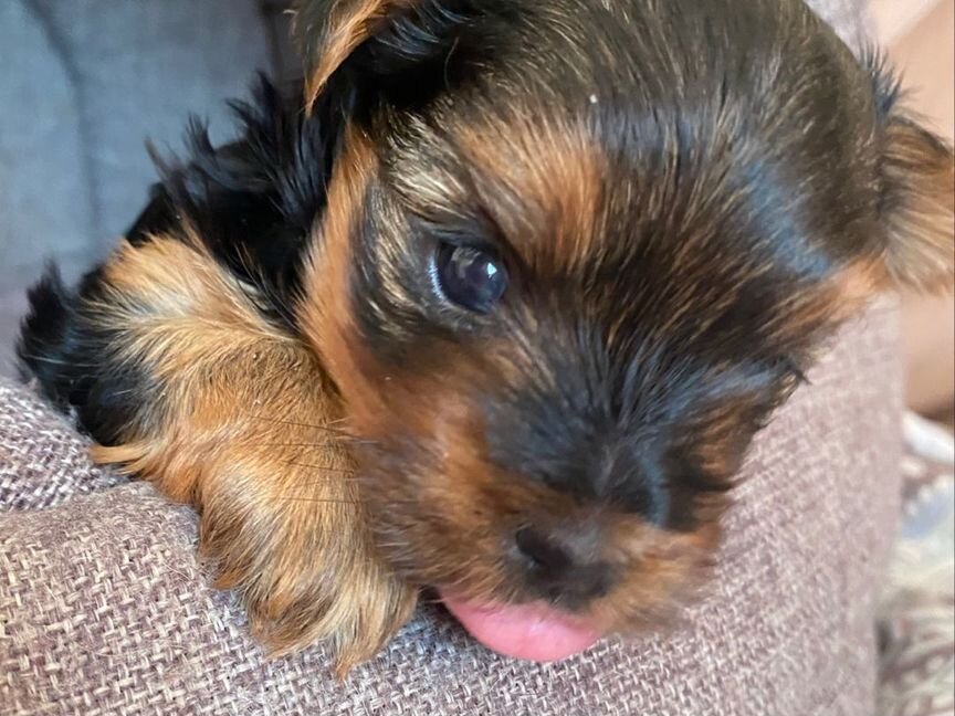 Йоркширский терьер мини бейби фейс
