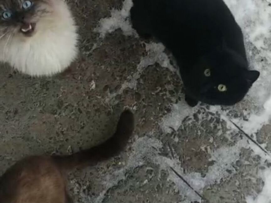 Коты сиротки остались на улице