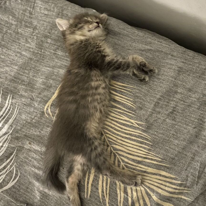 Котёнок в добрые руки