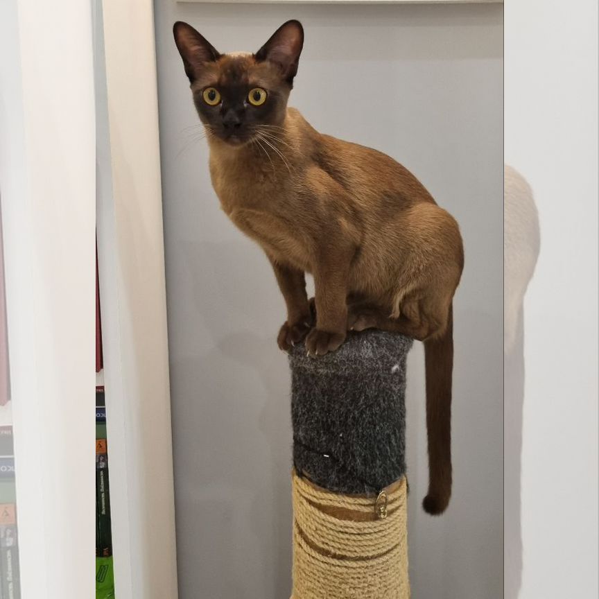 Бурманская кошечка