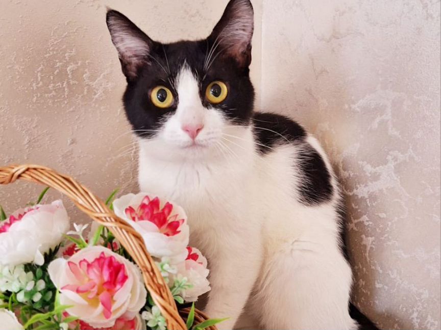 Молодой котик в добрые руки