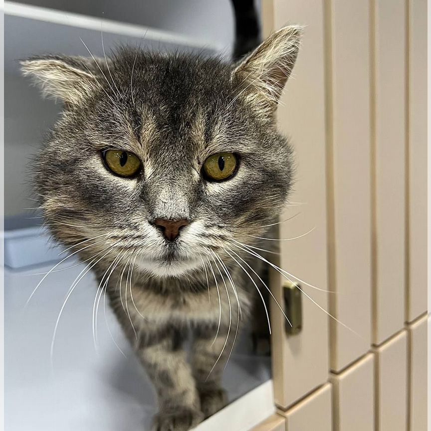 Взрослый кот в добрые руки