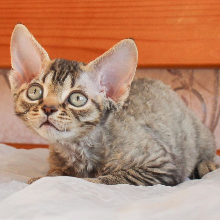 Девон-рекс котёнок