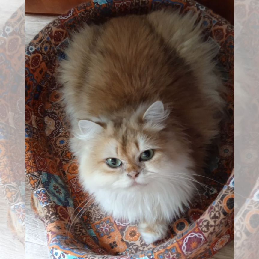 Персидский кот