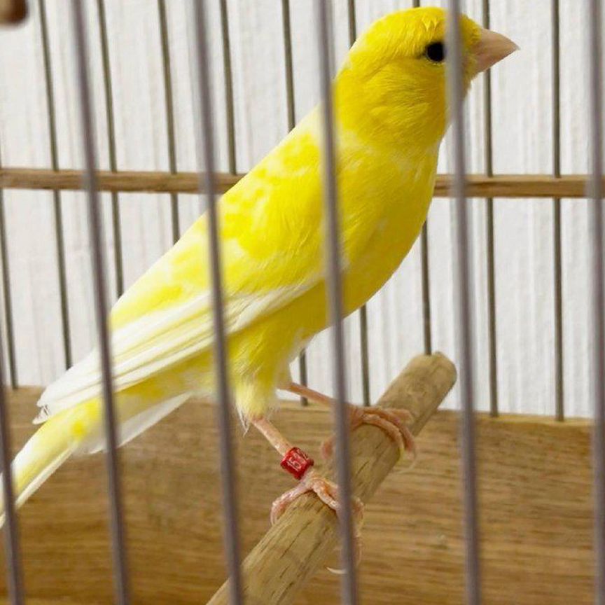 Кенар конкурсный