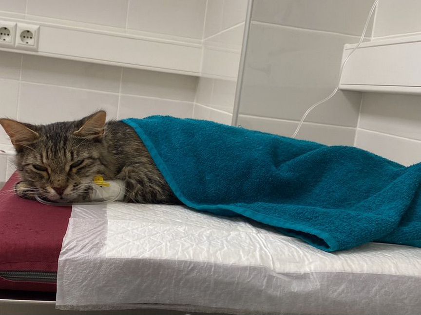 Кошка ищет дом