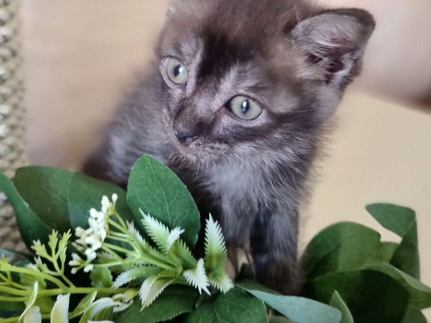 Котик Черный дым