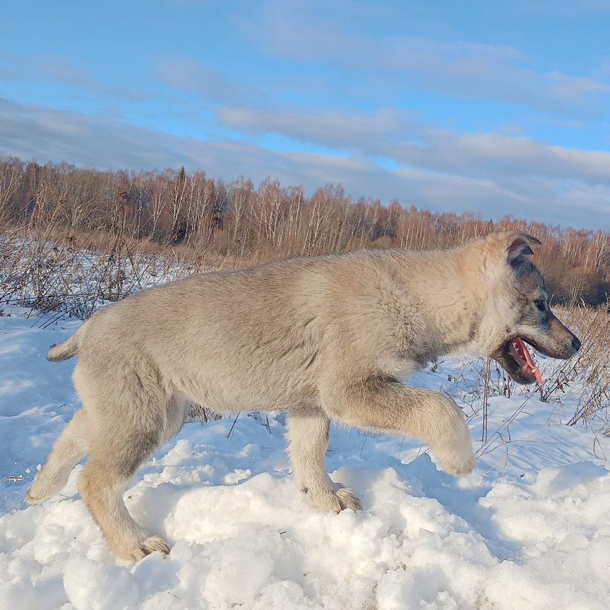 Чехословацкий влчак сука
