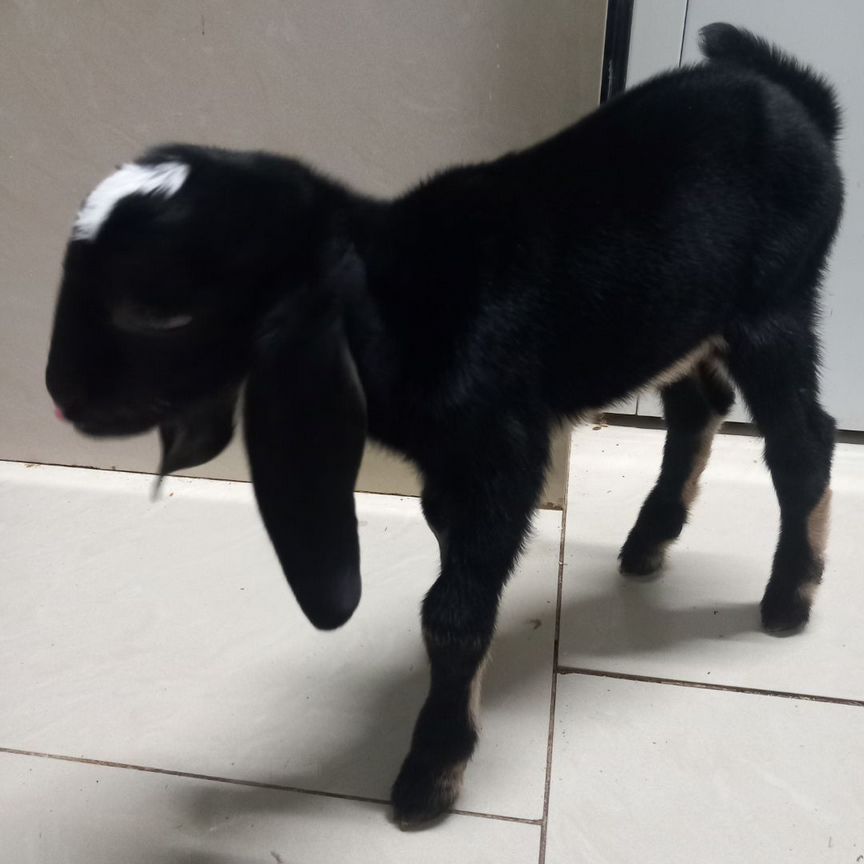 Продаётся очень красивый элегантный