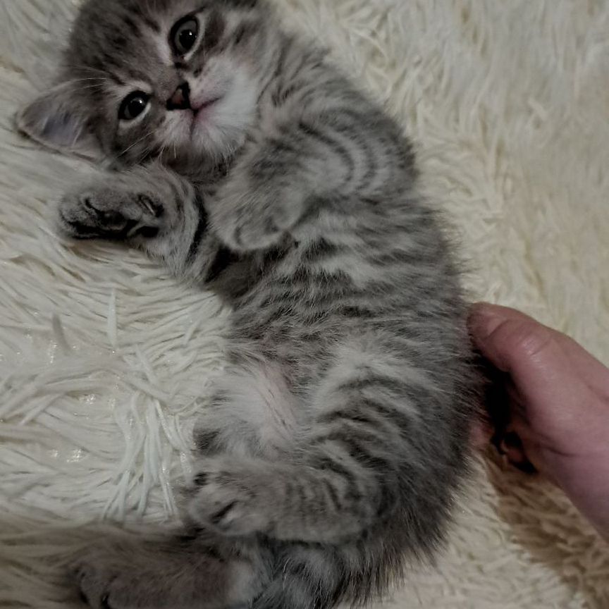 Кошечка