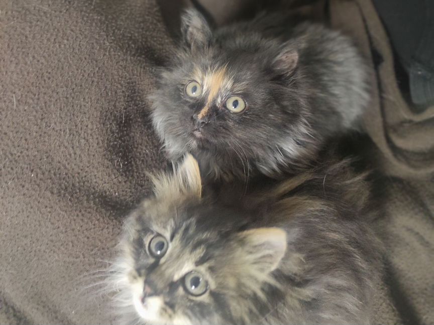 Котики бесплатно в добрые руки