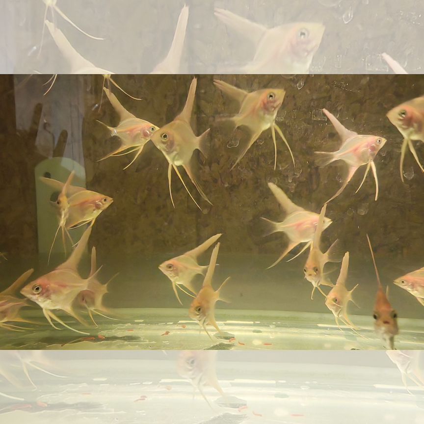 Скалярии золотая (ксанторная) форма окраски