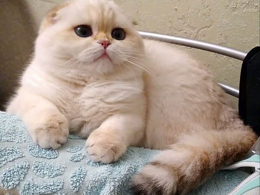 Шотландский котик