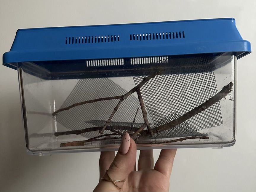 Паучатник или для богомола