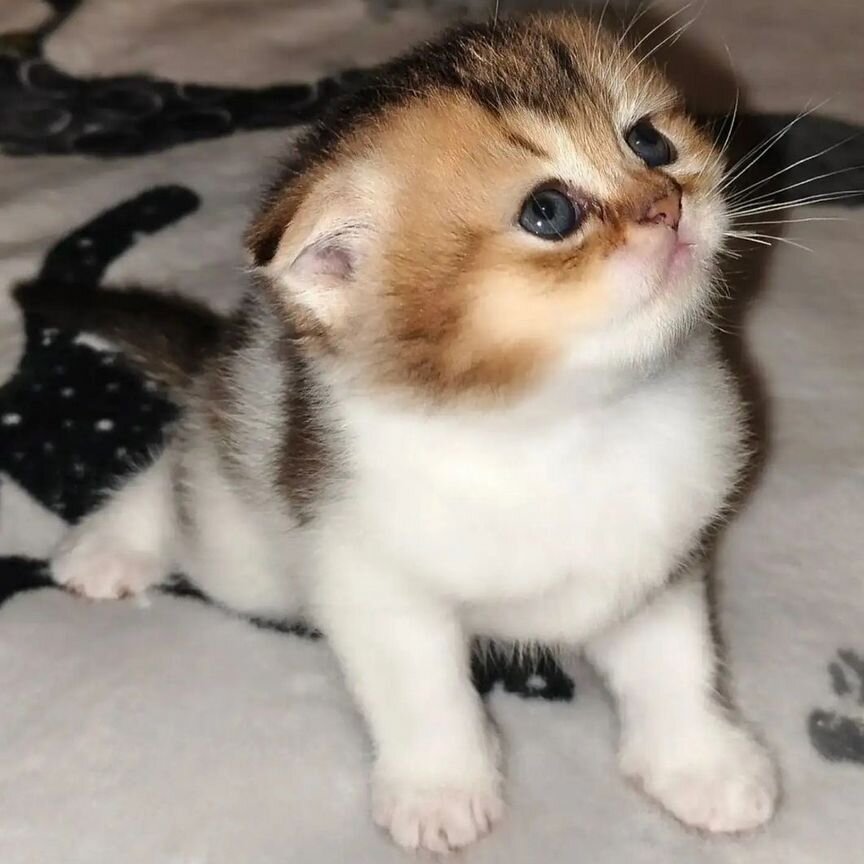 Шотландский вислоухий короткошёрстный котёнок