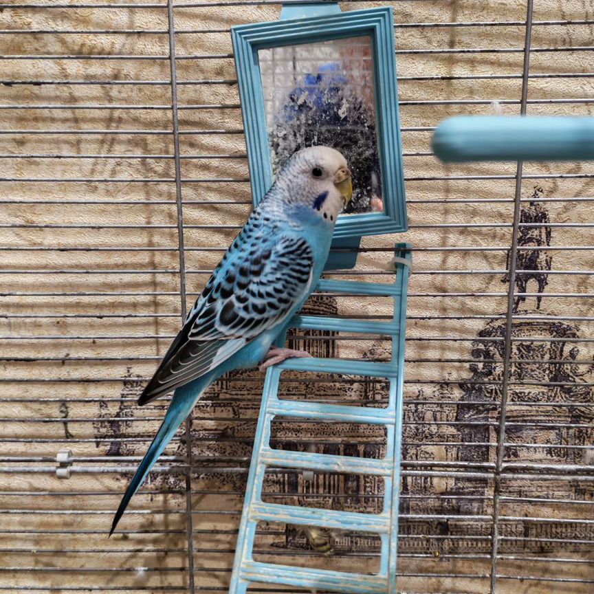 Волнистый попугай