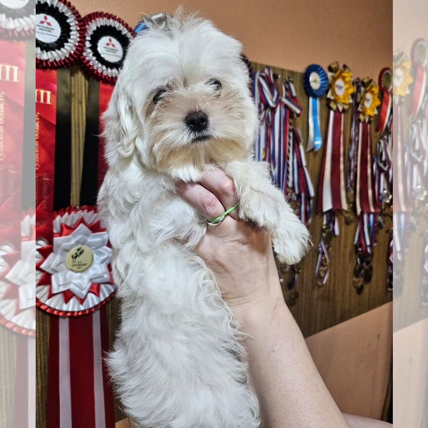 Мальтезе мальчик РКФ