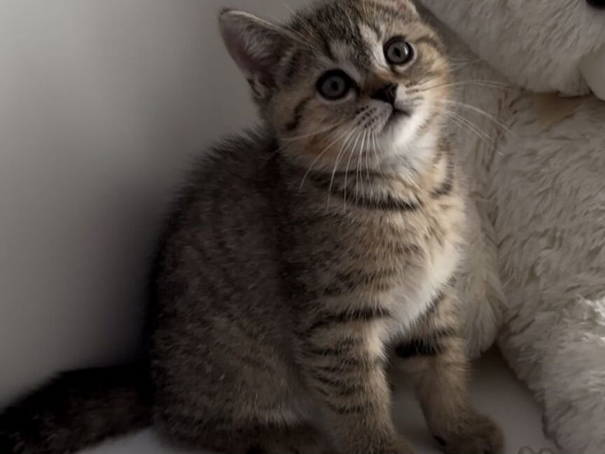 Очаровательный котенок