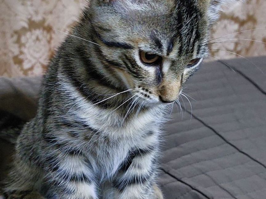 Кошка в дар бесплатно