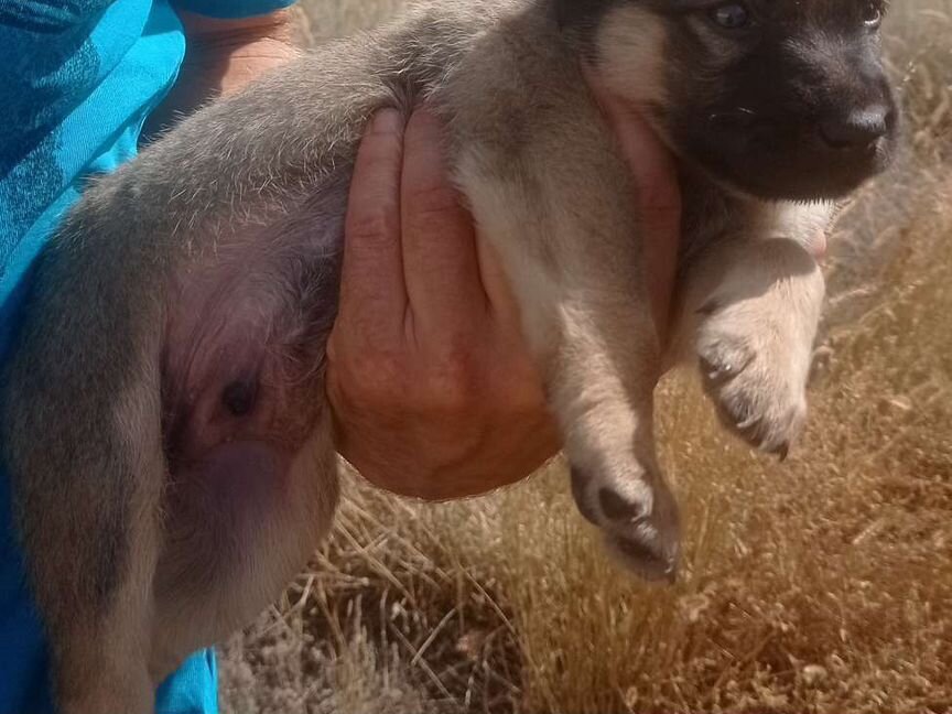 Щеночек милаш,1 месяц