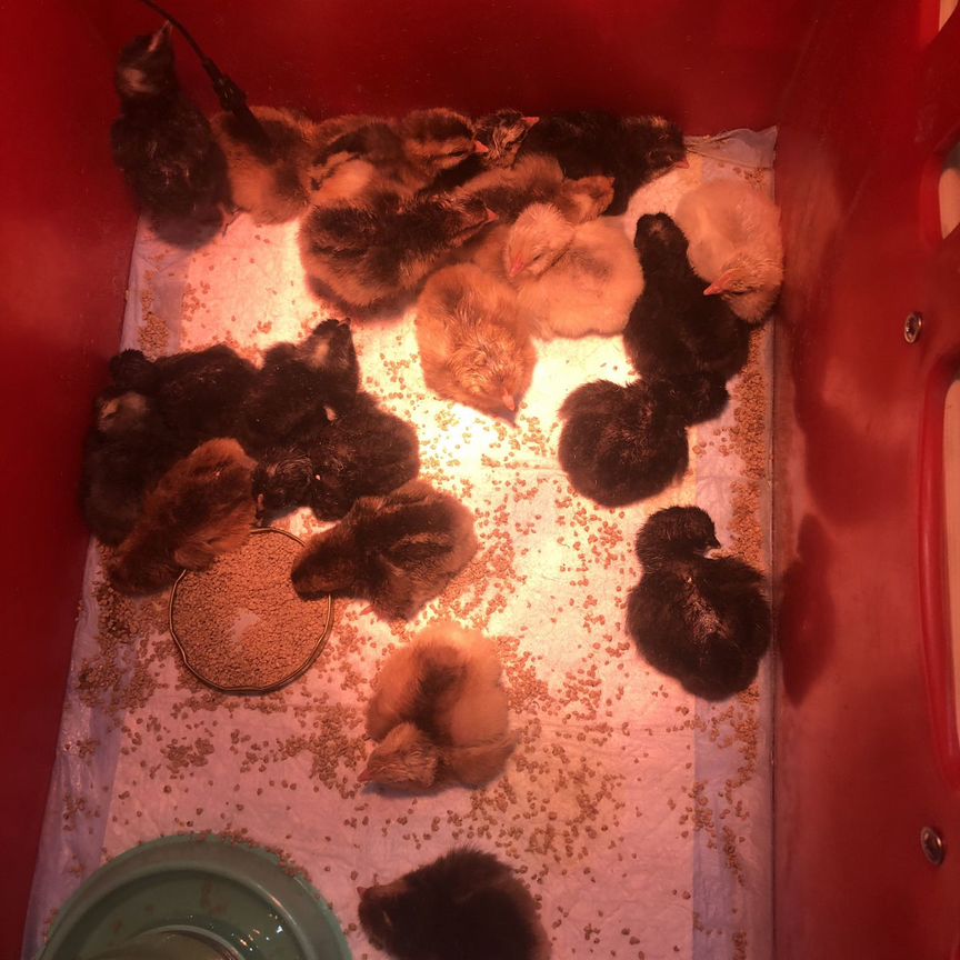 Цыпленок суточный