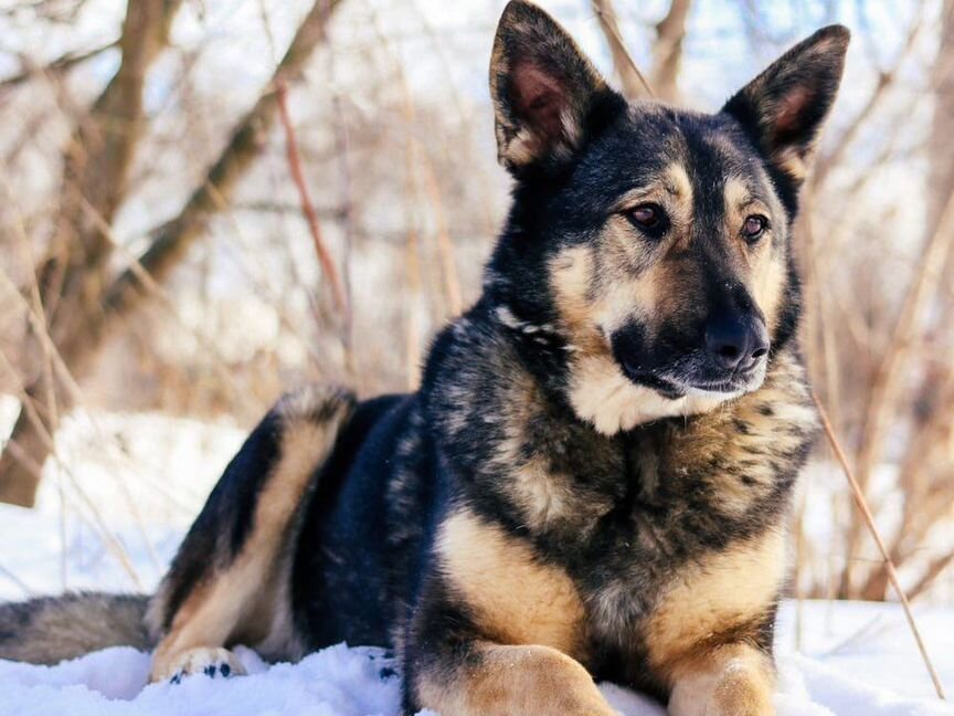 Ариель - собака с тяжелой судьбой
