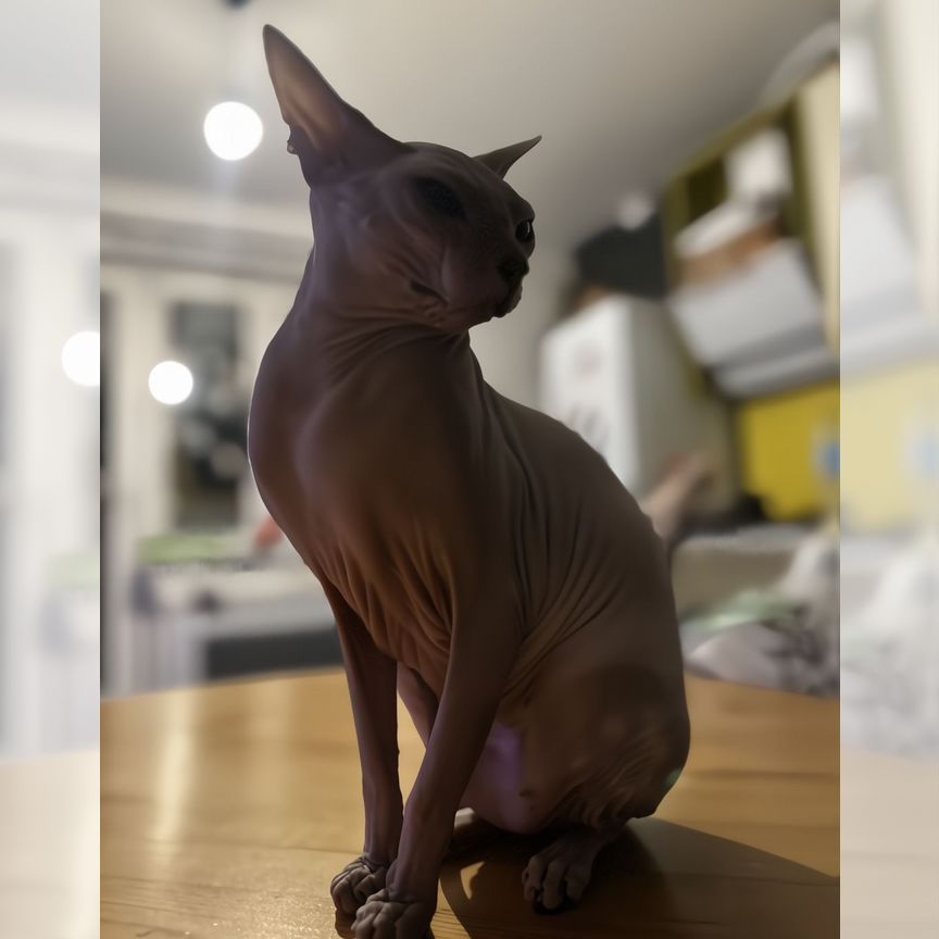 Донской сфинкс, взрослая кошка