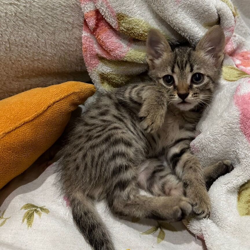 Котёнок в добрые руки