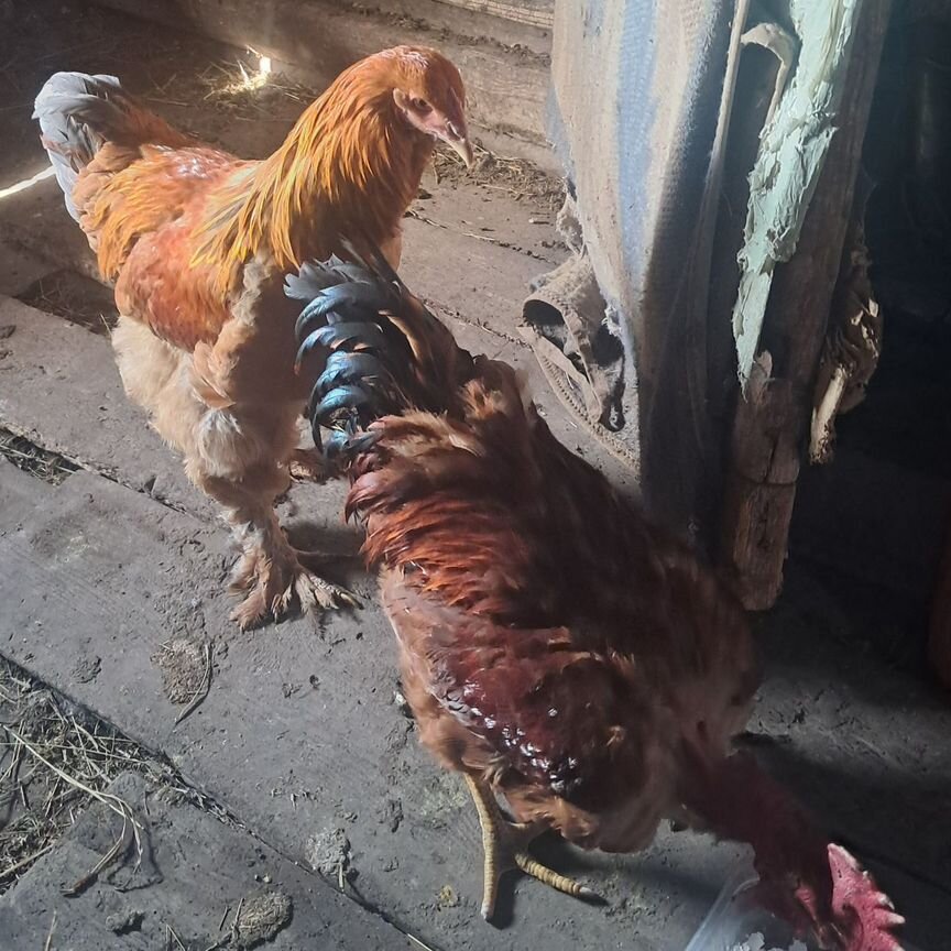 Молодые петухи