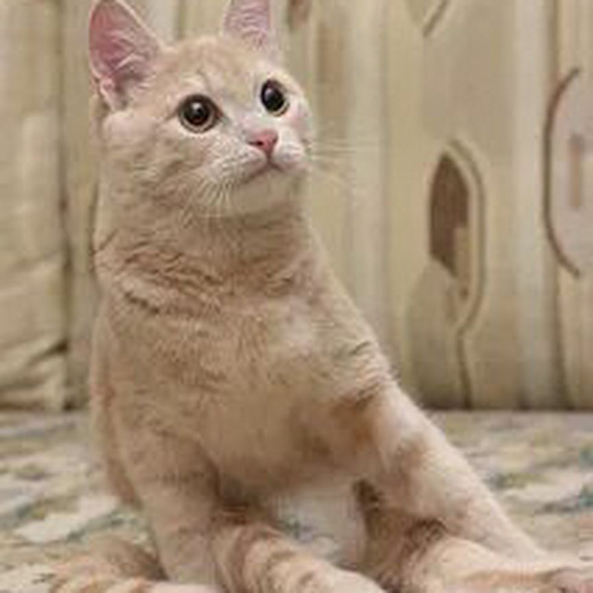 Котёнок, 9 мес)