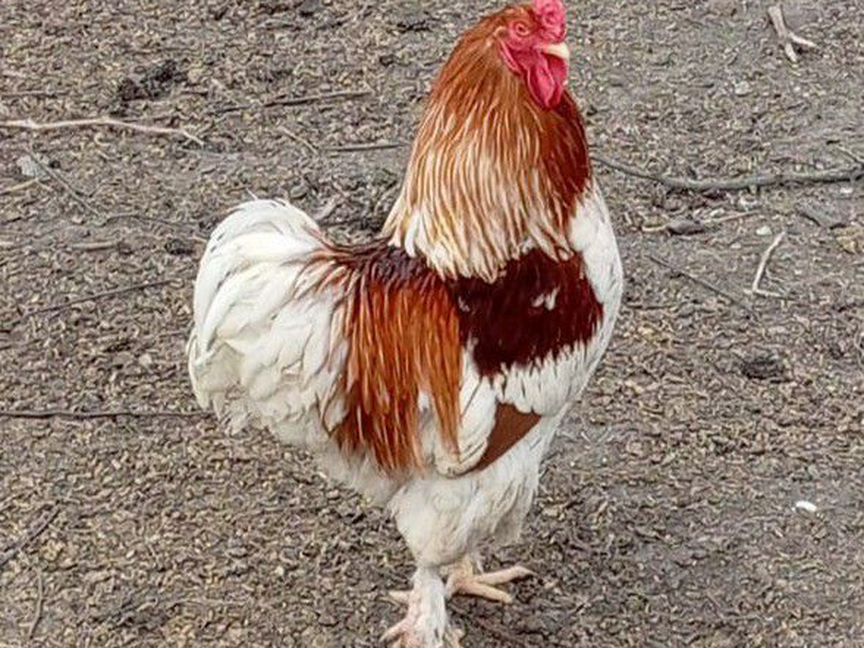 Петух Брама