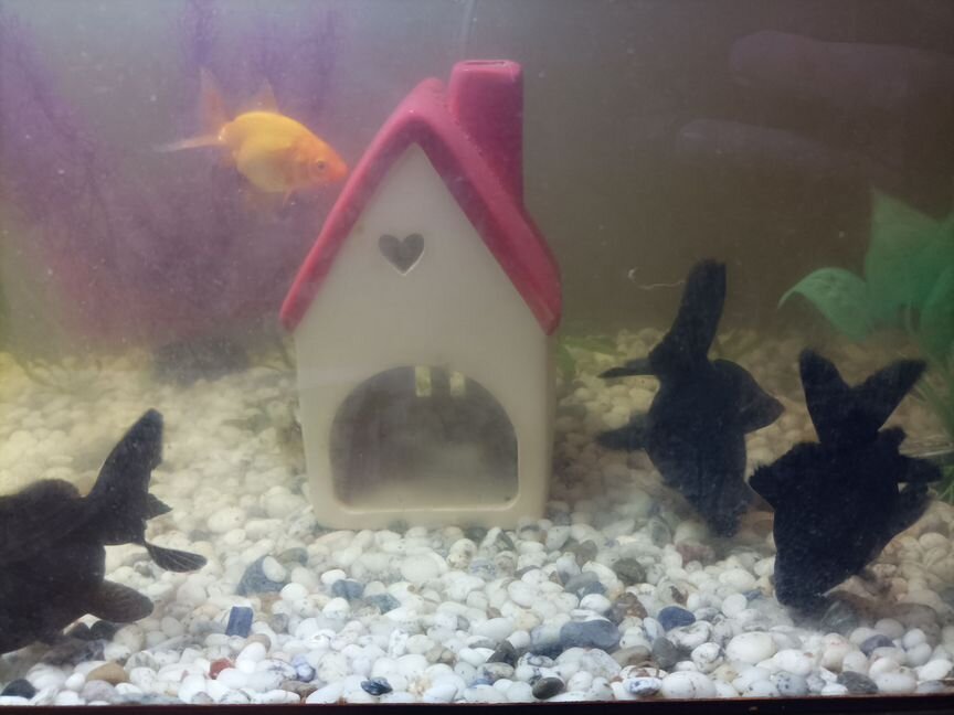 Золотая рыбка телескоп