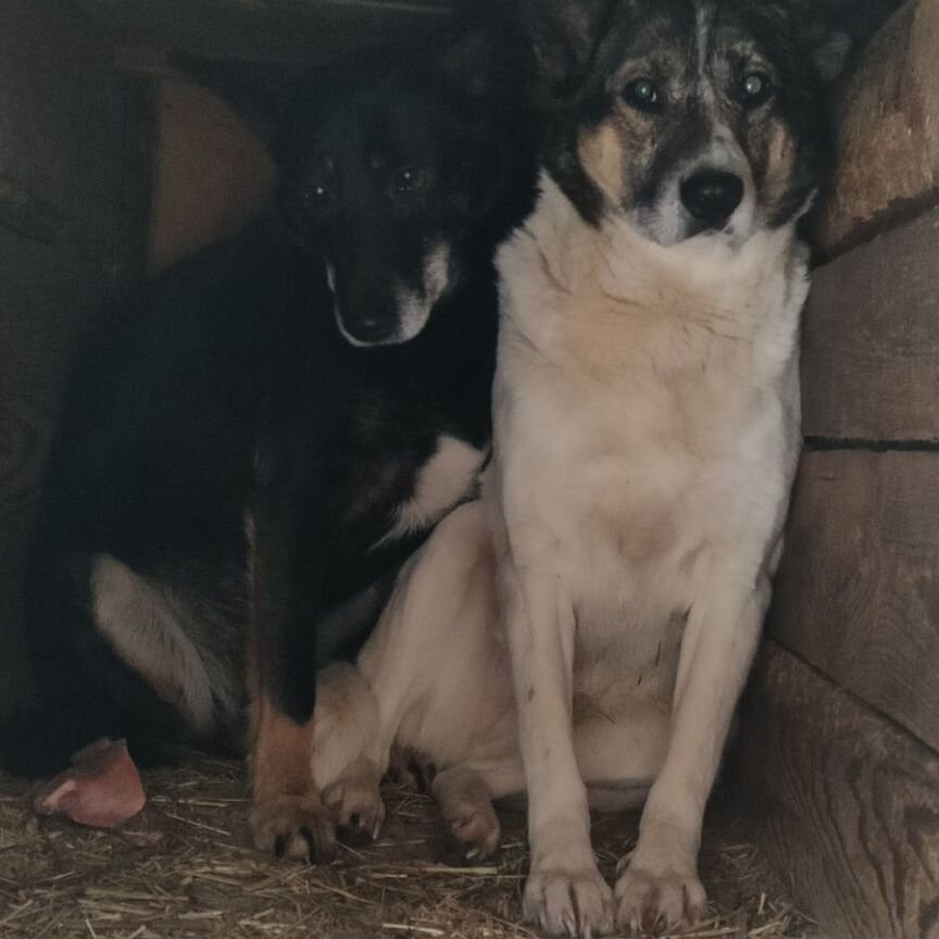 Взрослая собака в добрые руки