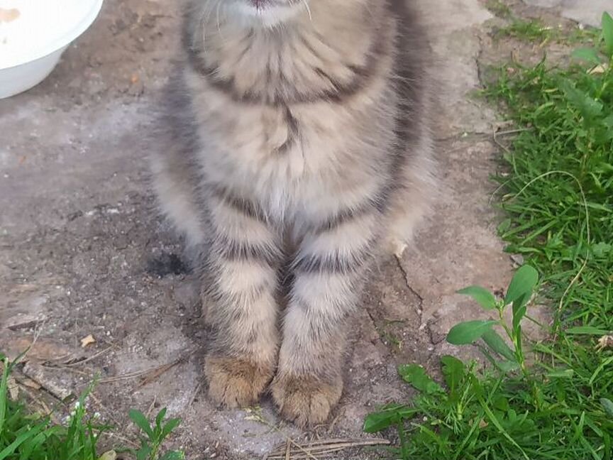 Коты
