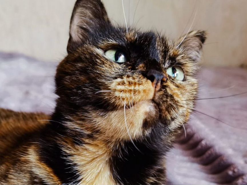 Суперская кошка++++