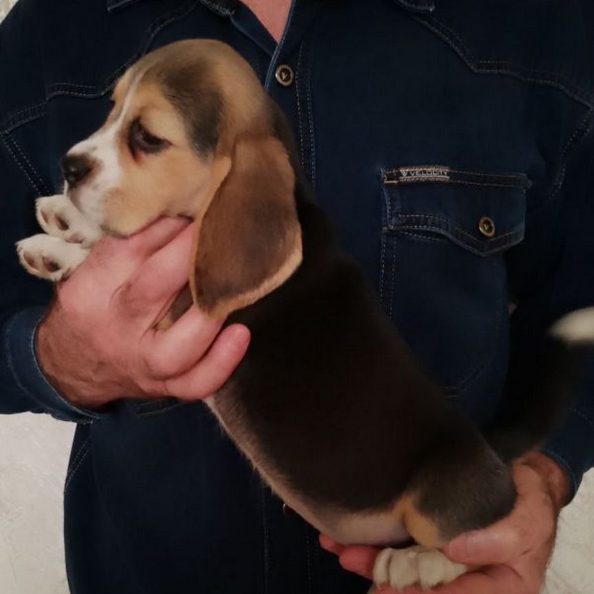 Бигль щенки мальчики