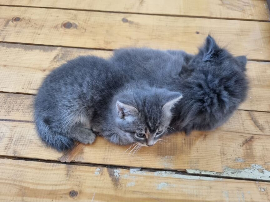 Котята ищут новых хозяев