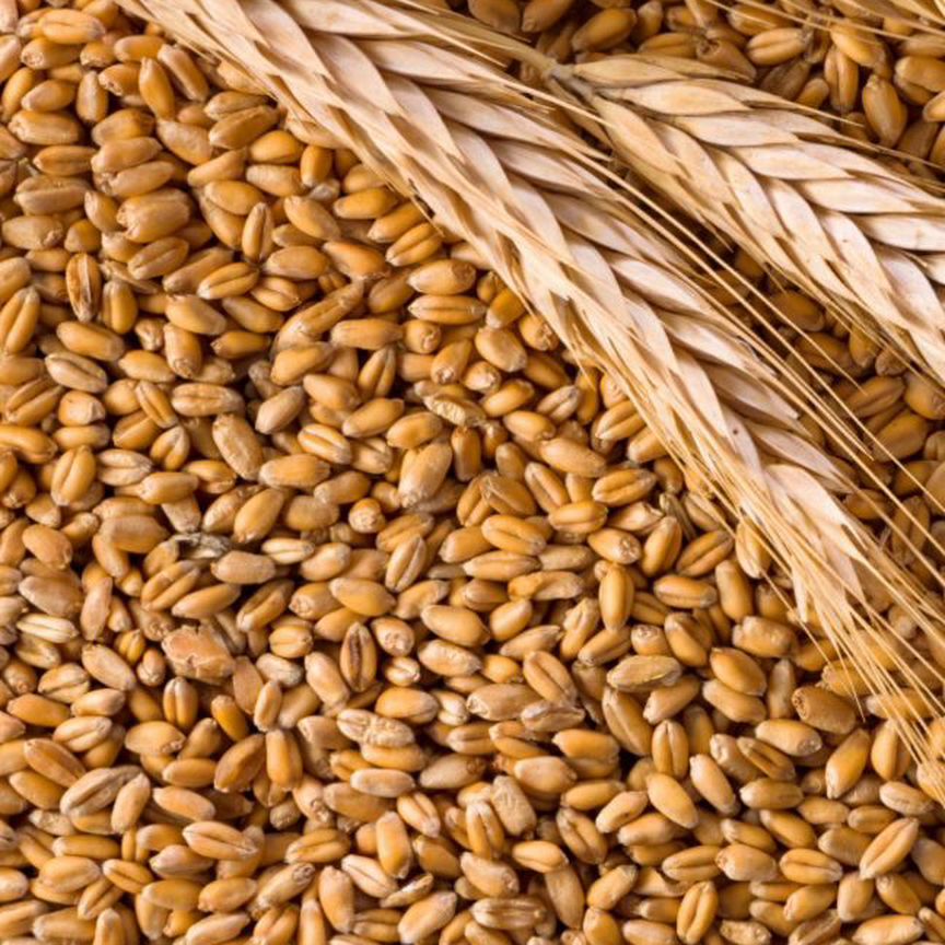Зерно пшеница
